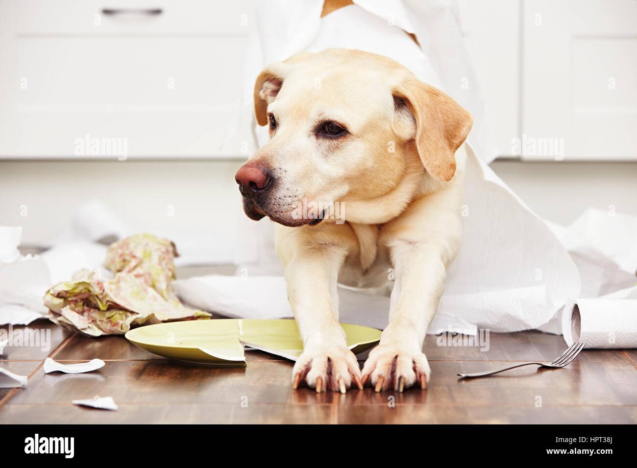 Mess in kitchen hi-res stock photography and images - Alamy