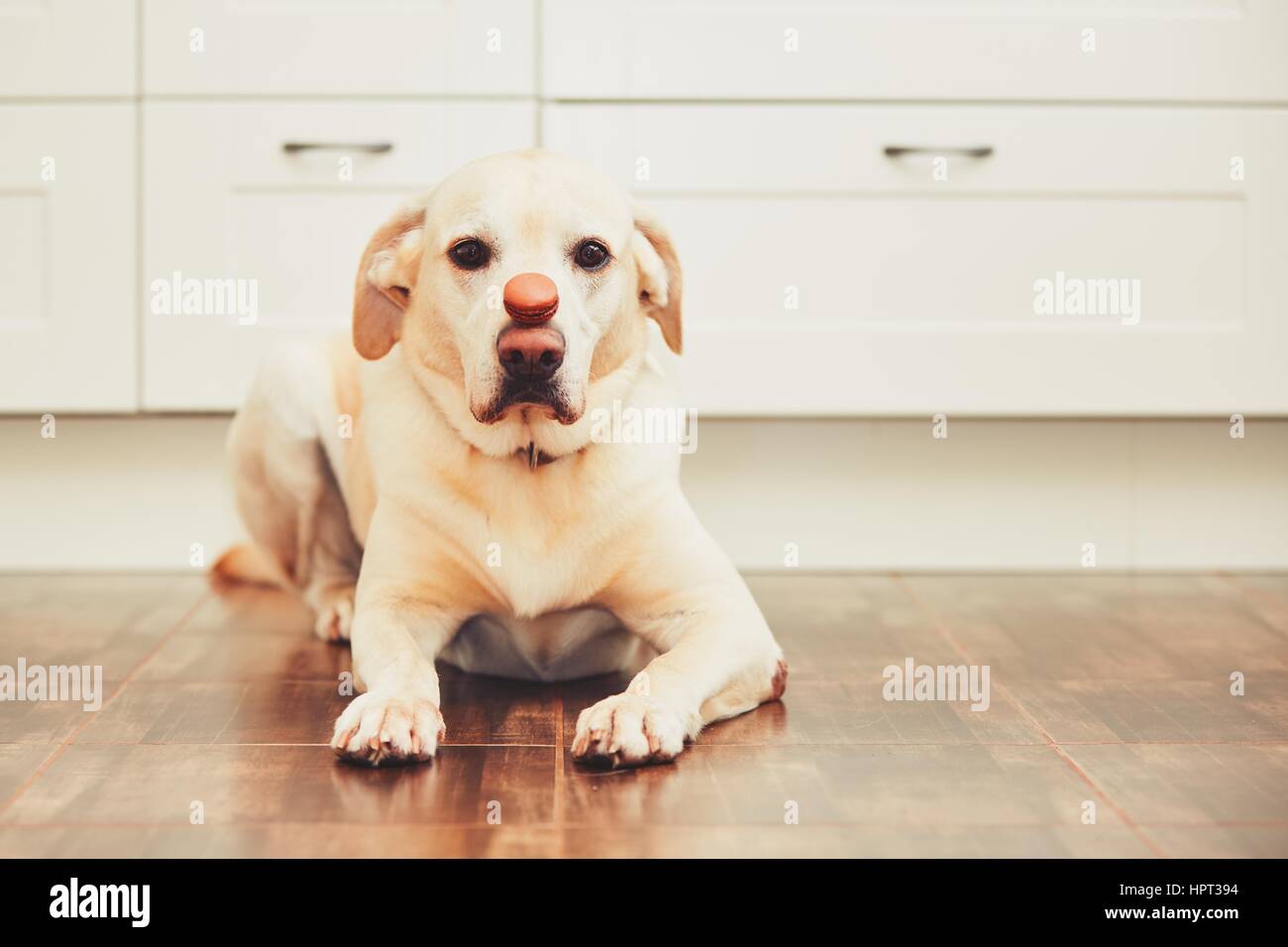 French retriever hi-res stock photography and images - Alamy