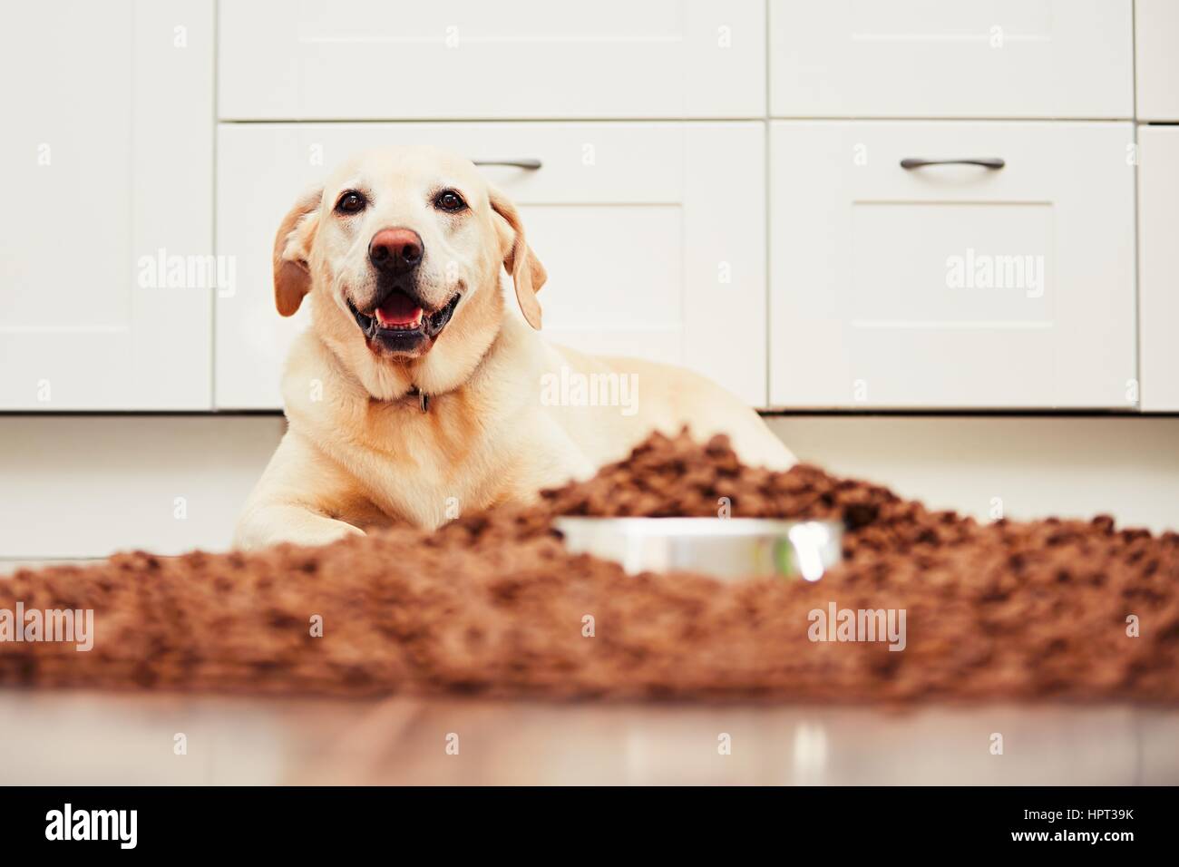 Dog granules hi-res stock photography and images - Alamy