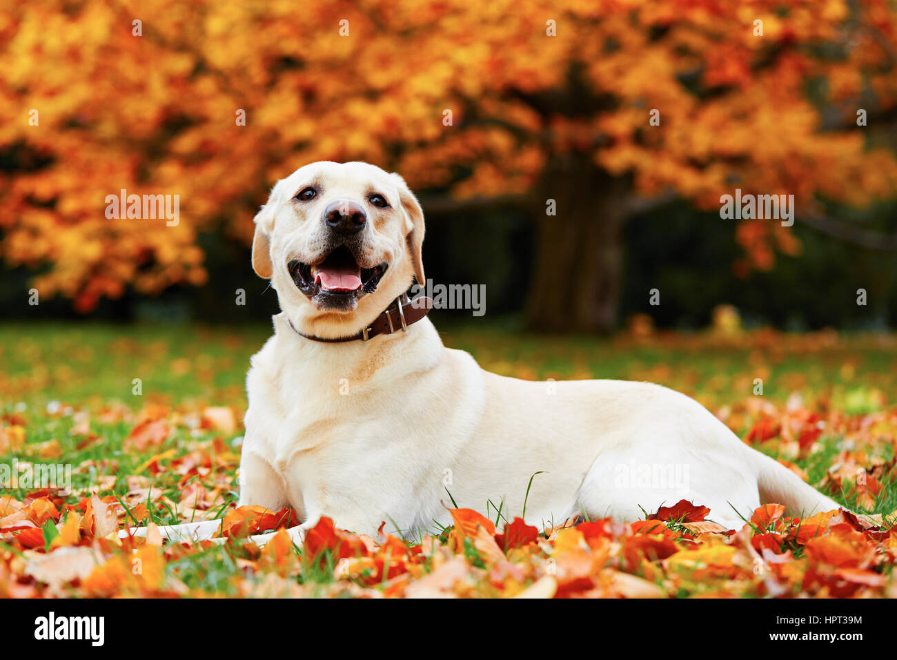 Yellow labrador retriever in autumn park Stock Photo - Alamy