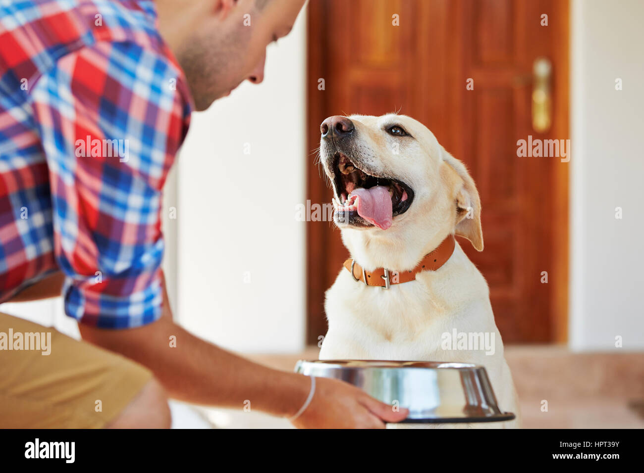 Hungry labrador retriever is waiting for feeding Stock Photo - Alamy
