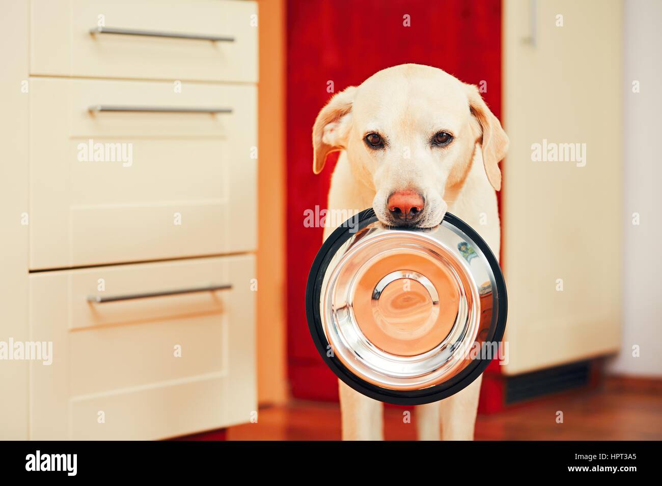 Hungry dog hi-res stock photography and images - Alamy