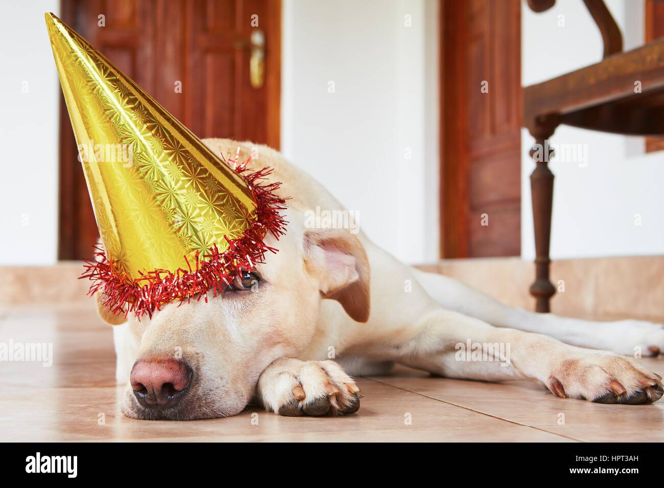 Labrador wearing hat hi-res stock photography and images - Alamy