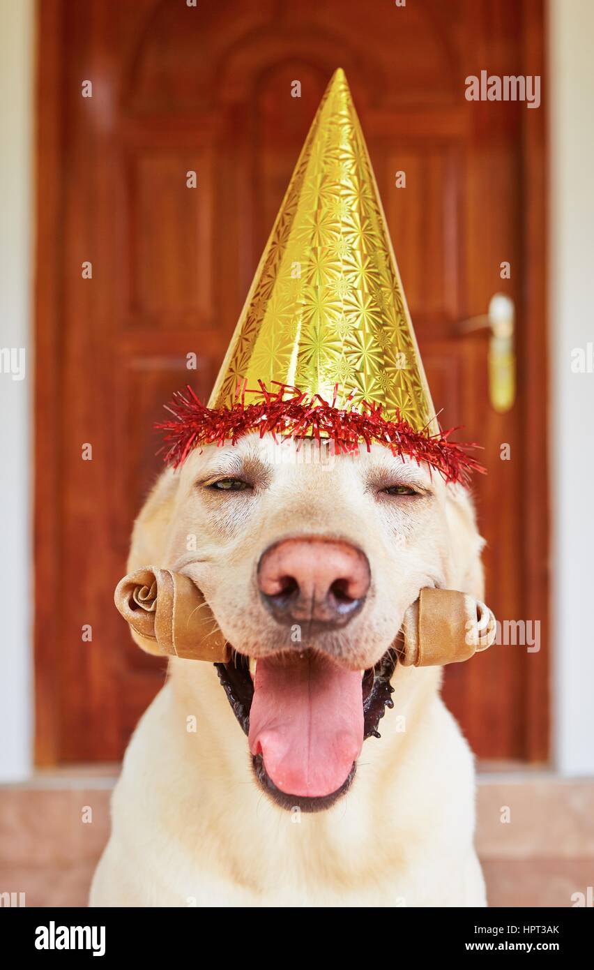 Cute labrador retriever is wearing party hat Stock Photo - Alamy