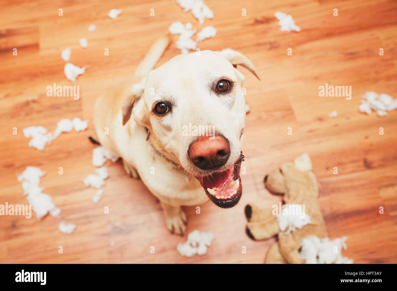 Dog Mess Stock Photos & Dog Mess Stock Images - Alamy