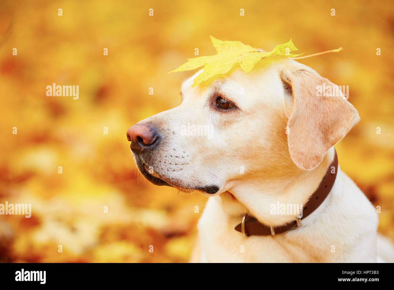 Labrador in autumn leaves hi-res stock photography and images - Alamy