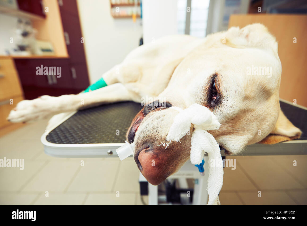 Sick labrador retriever in the veterinary clinic Stock Photo - Alamy