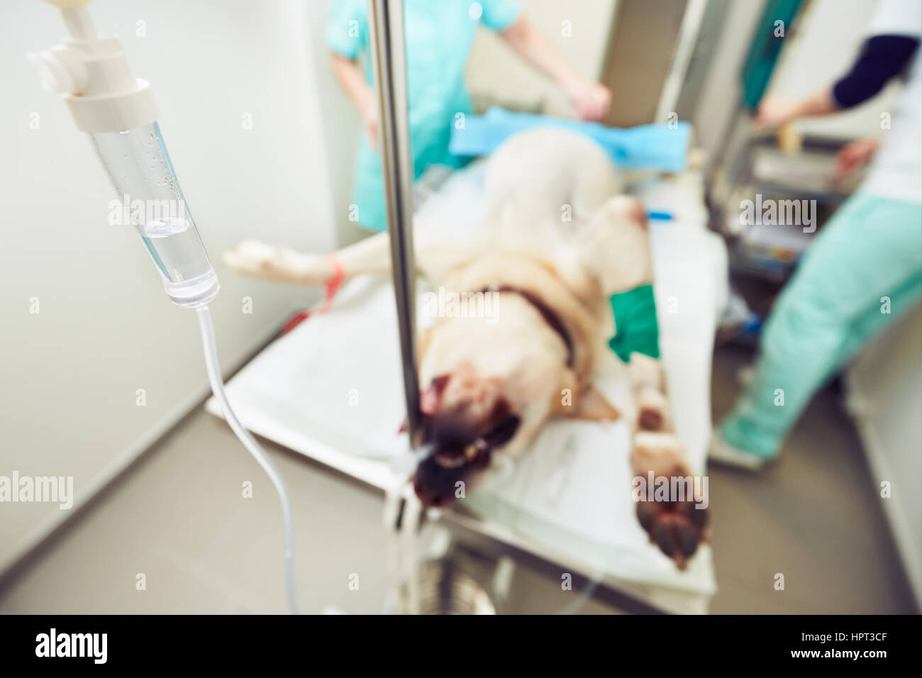 Veterinary Drugs High Resolution Stock Photography and Images - Alamy