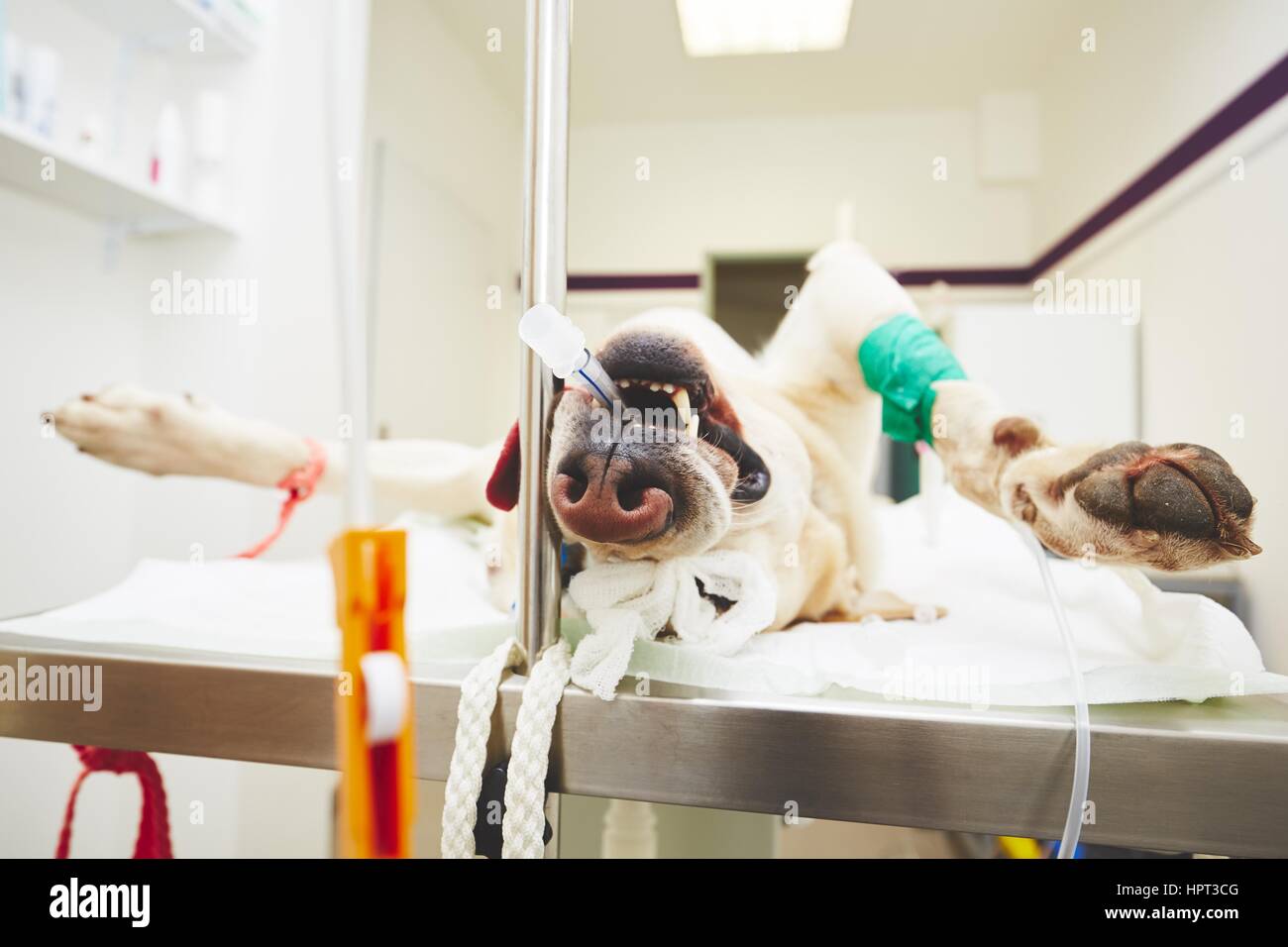Sick labrador retriever in the veterinary clinic Stock Photo - Alamy