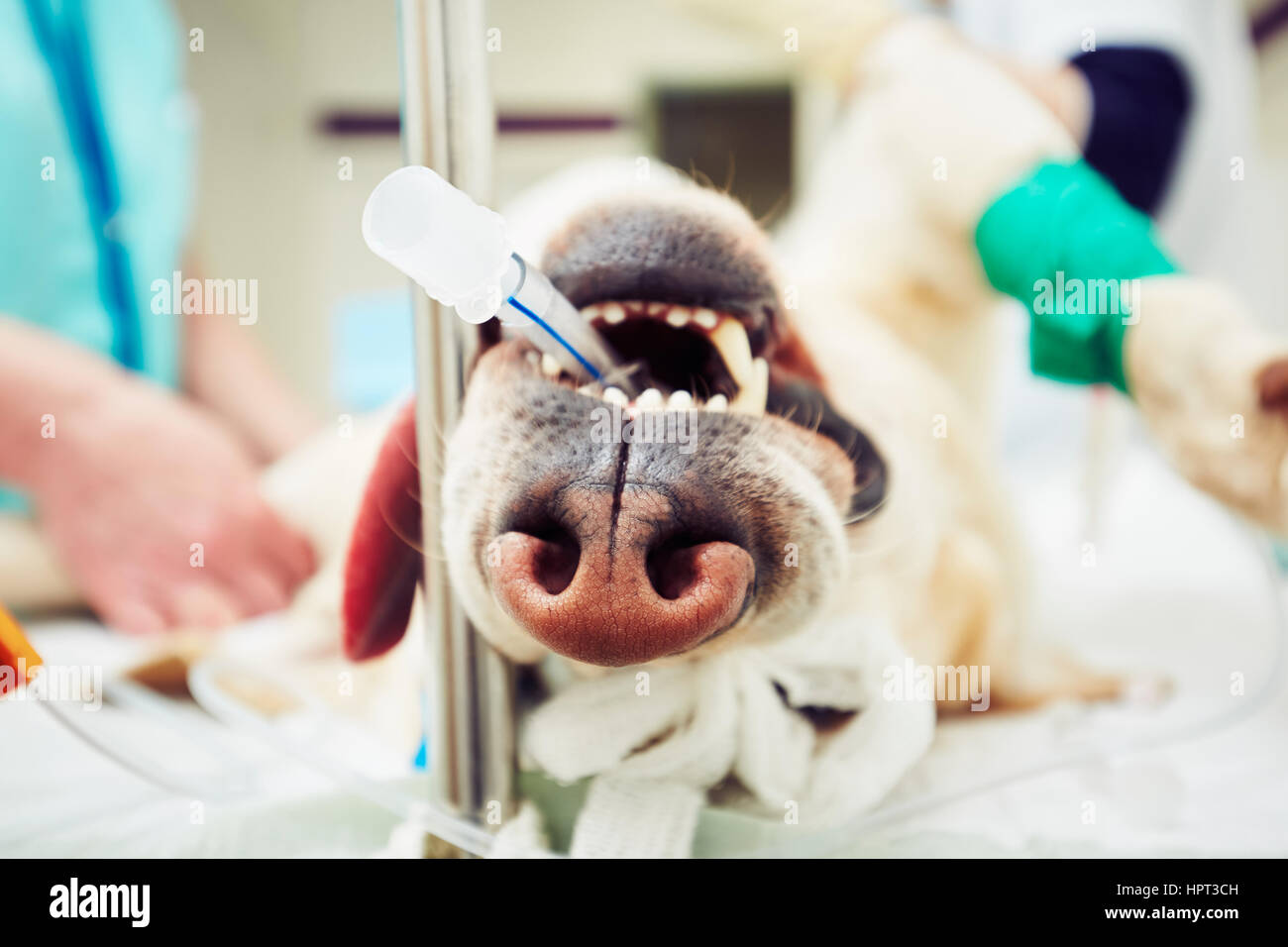 Veterinary procedure hi-res stock photography and images - Alamy