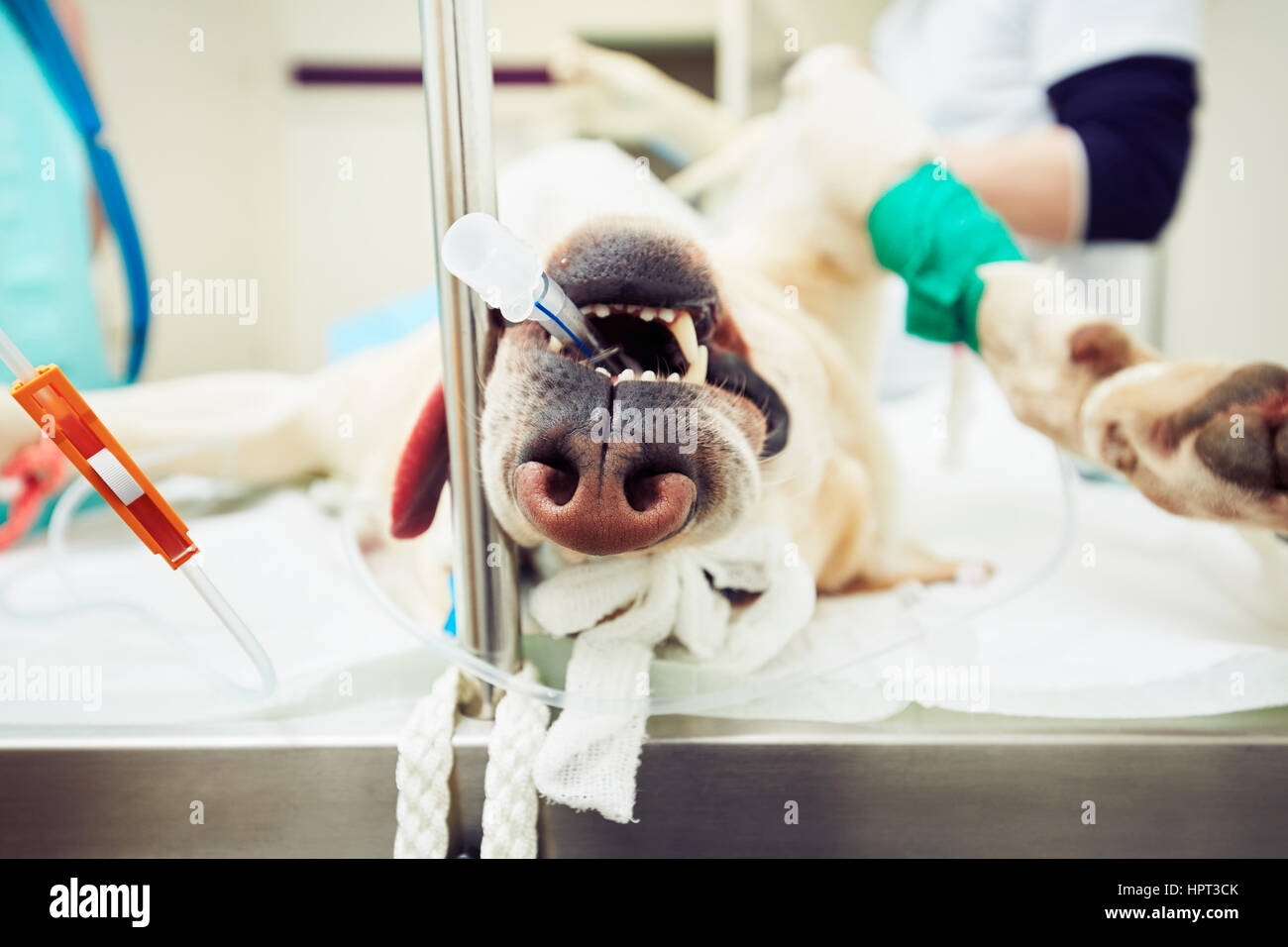 Sick labrador retriever in the veterinary clinic Stock Photo - Alamy