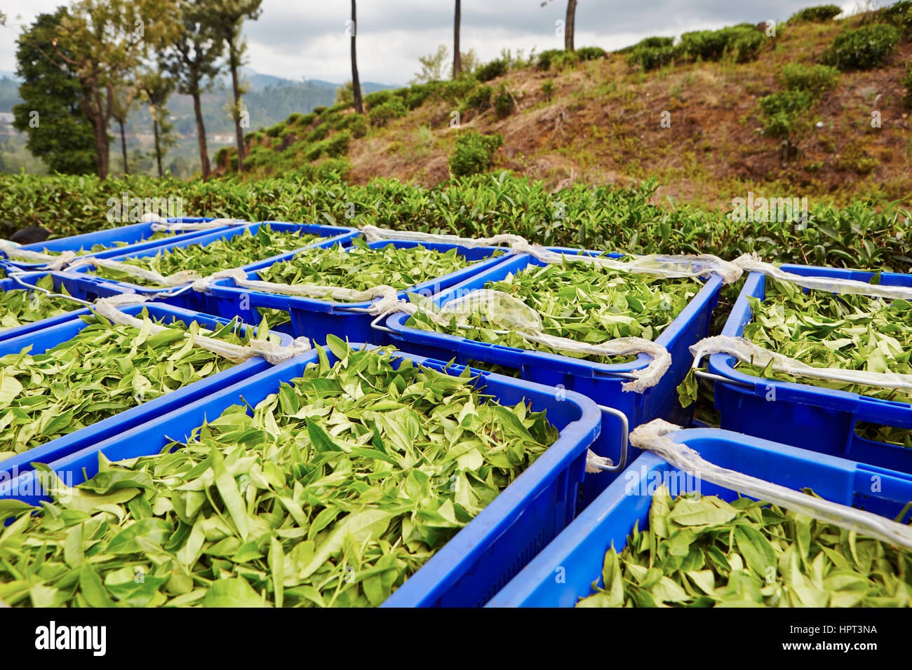 Tea production hi-res stock photography and images - Alamy