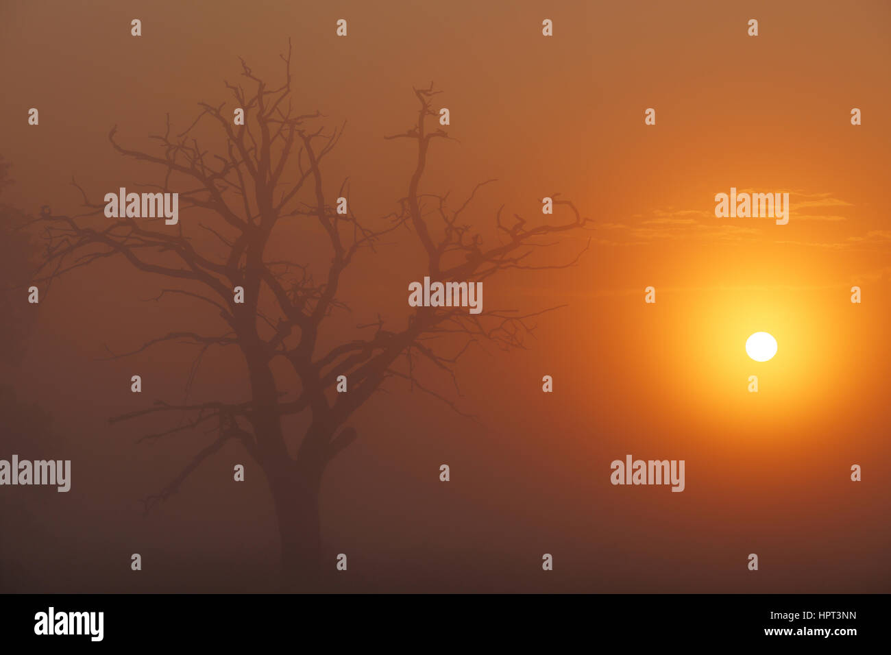 Small sun hi-res stock photography and images - Alamy