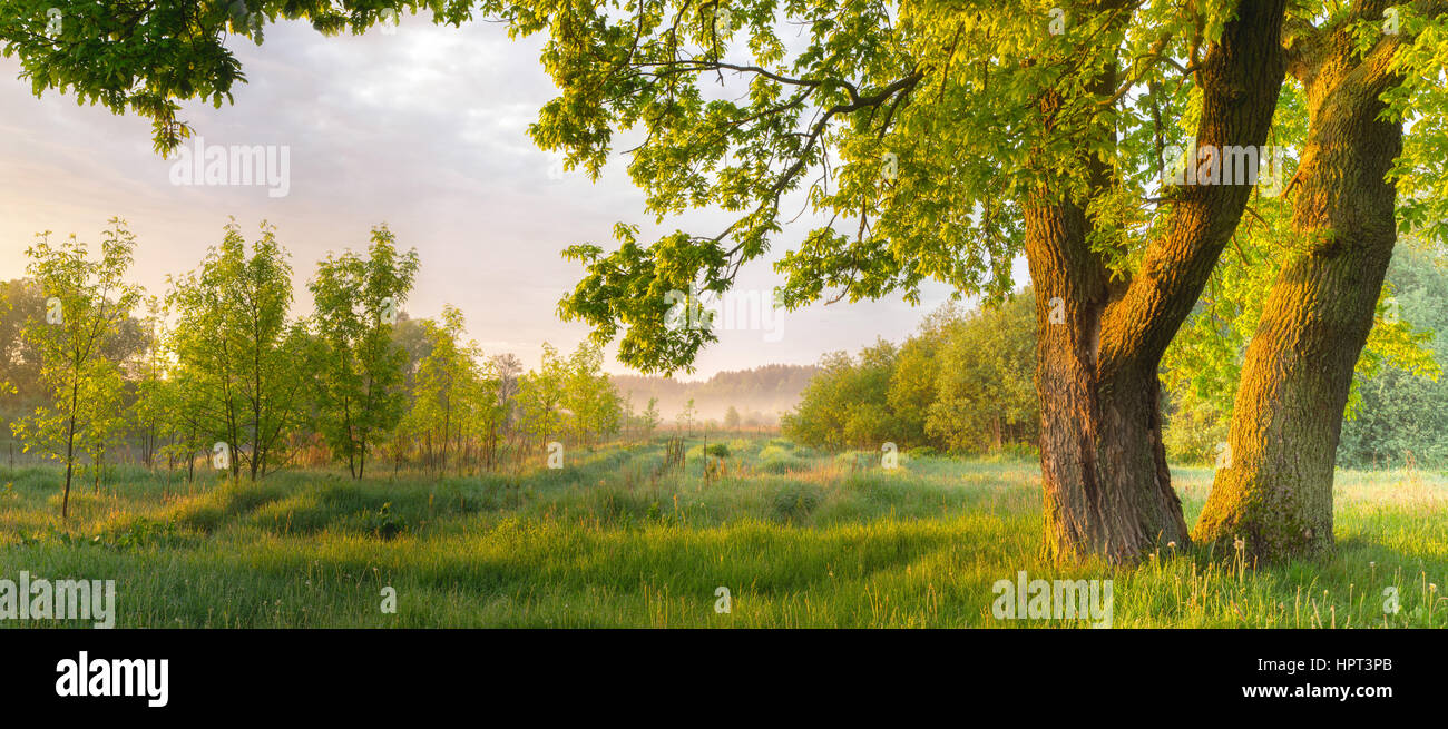 Big trees and sunshine and light hi-res stock photography and images ...