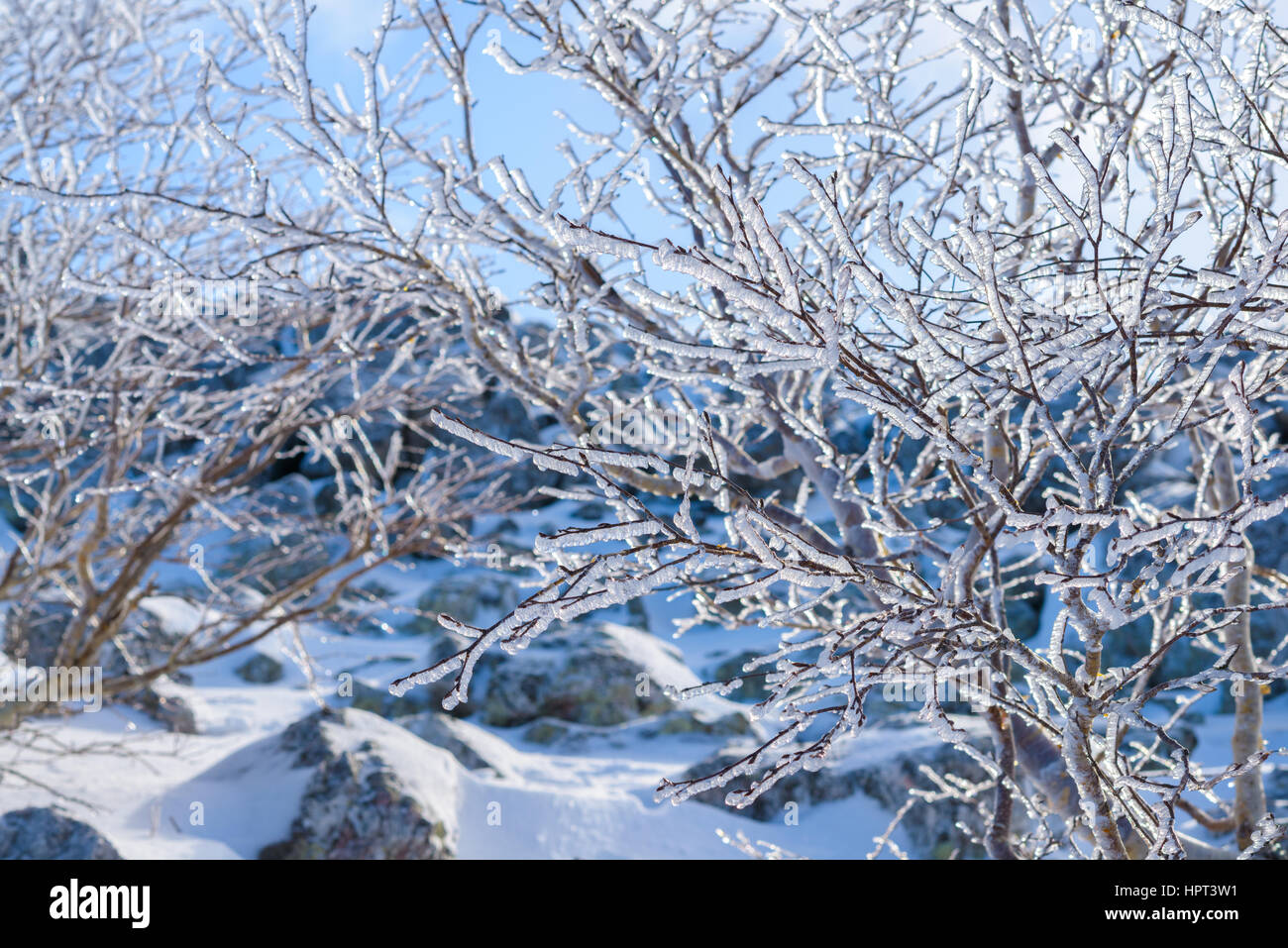 Icy tree branches with bokeh in the background, Sakhalin, Russia Stock ...