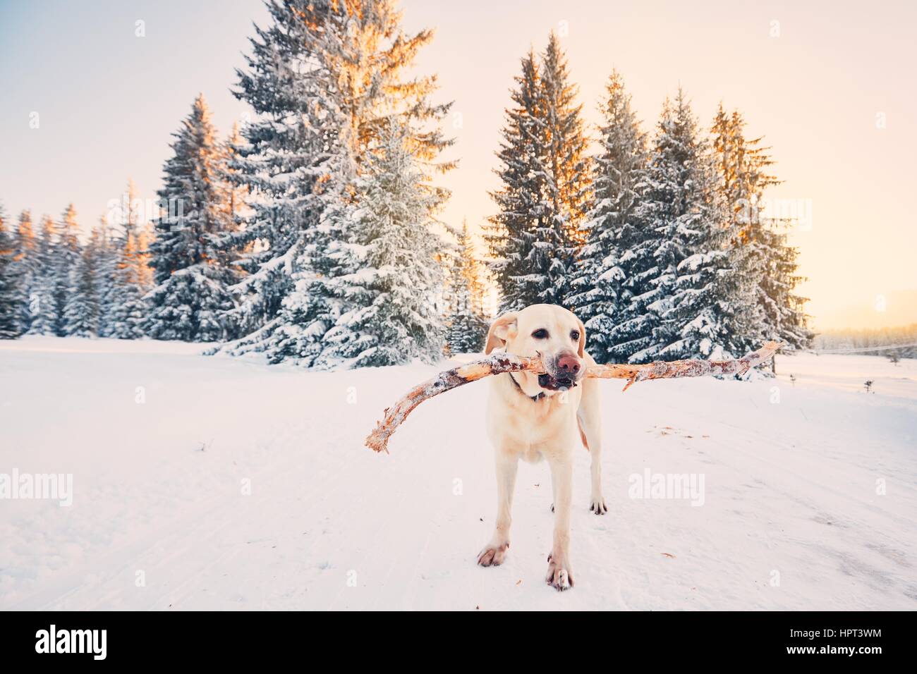 Dog in winter nature. Yellow labrador retriever is walking with stick ...