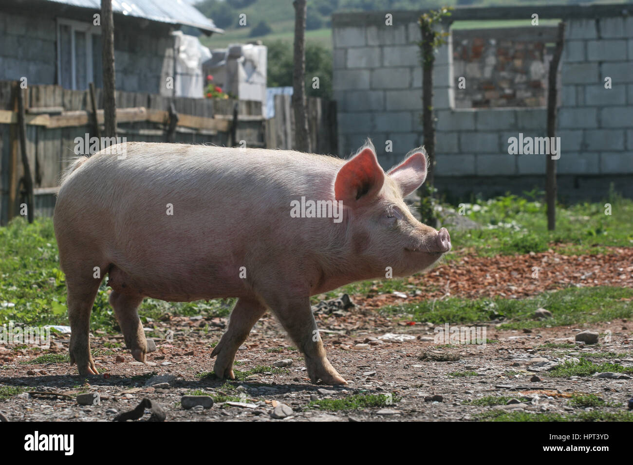 Pig romania hi-res stock photography and images - Alamy