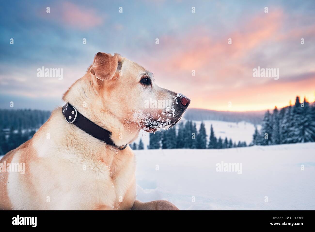 Labrador dog frost hi-res stock photography and images - Alamy