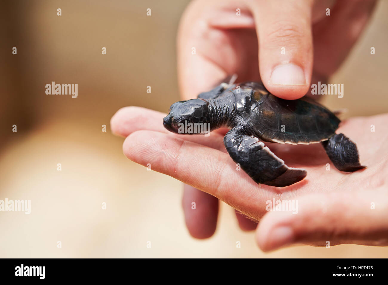 Three days old turtle on the human palm in Turtle Hatchery - Sri Lanka ...