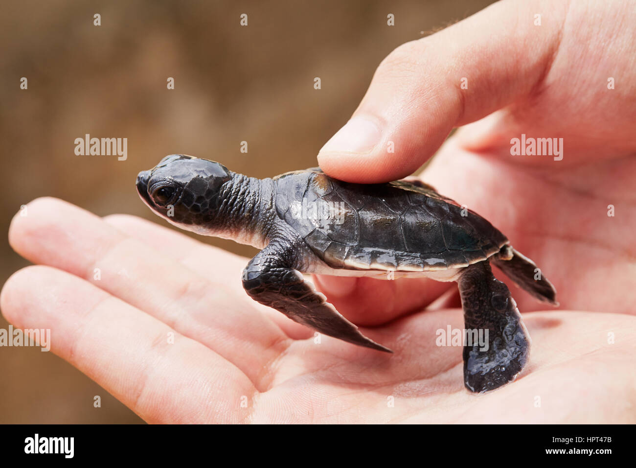 Three days old turtle on the human palm in Turtle Hatchery - Sri Lanka ...
