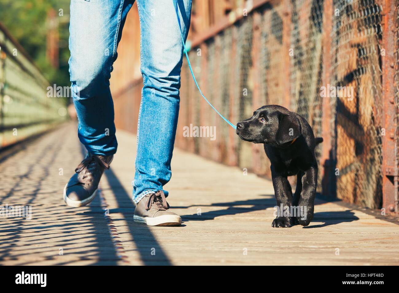 Morning walk with dog (black labrador retriever). Young man is training ...