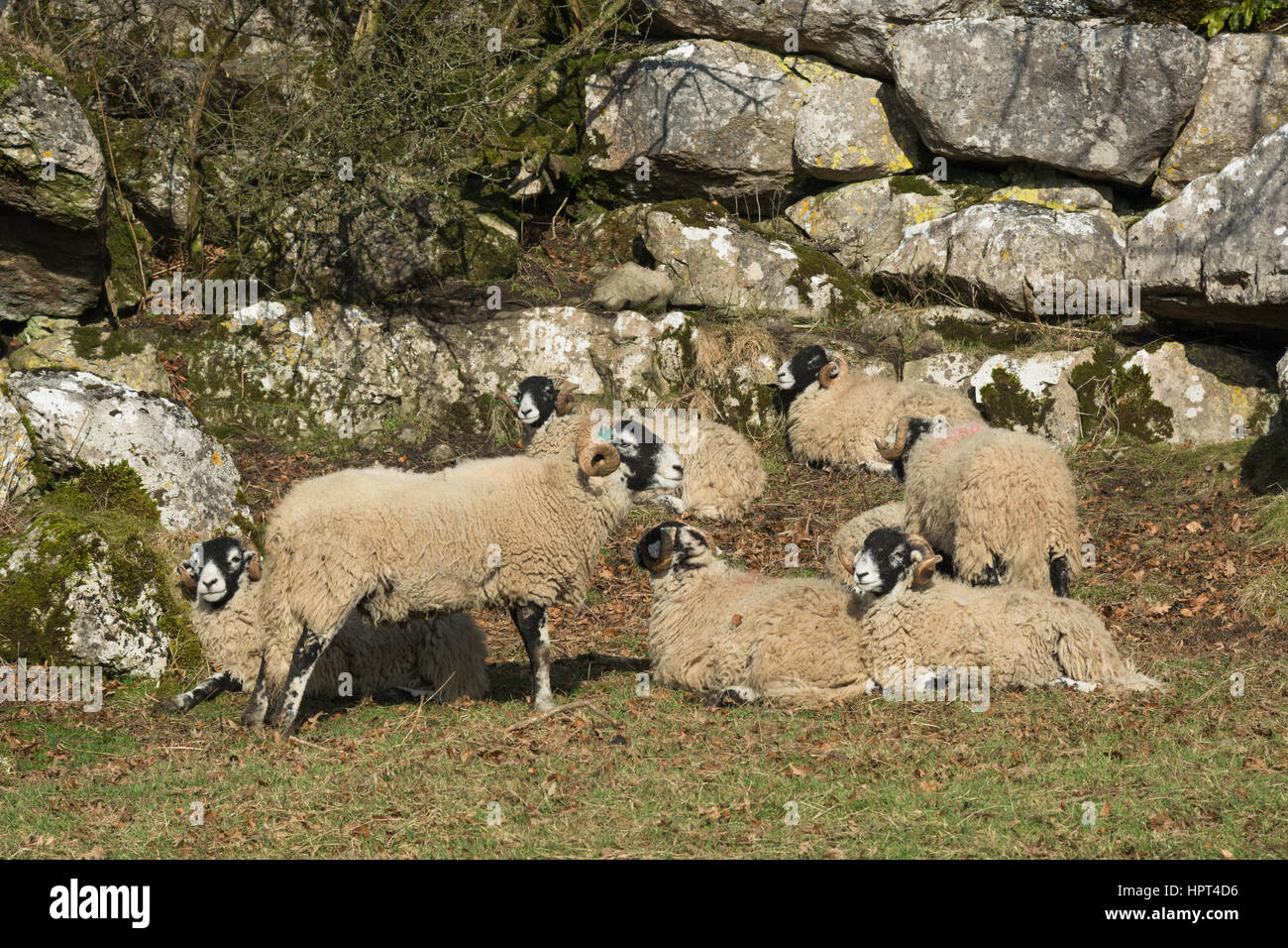 Swaledale sheep by some rocks Stock Photo - Alamy