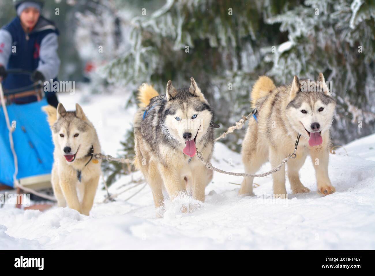 Race of draft dogs Stock Photo - Alamy