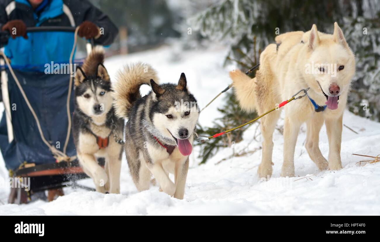 Race of draft dogs Stock Photo - Alamy