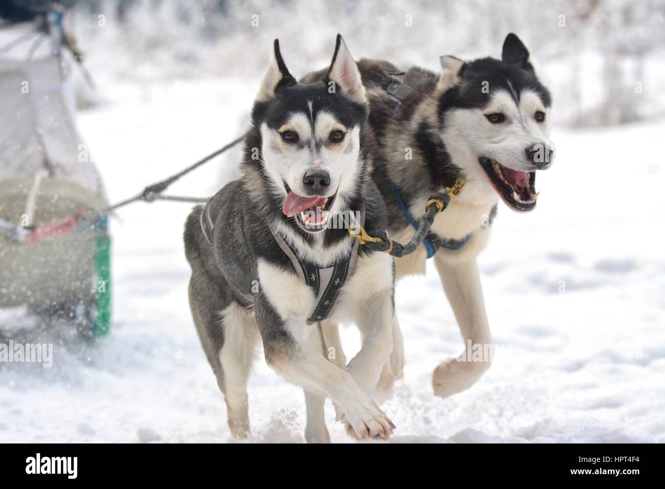 Sledding with husky dogs Stock Photo - Alamy