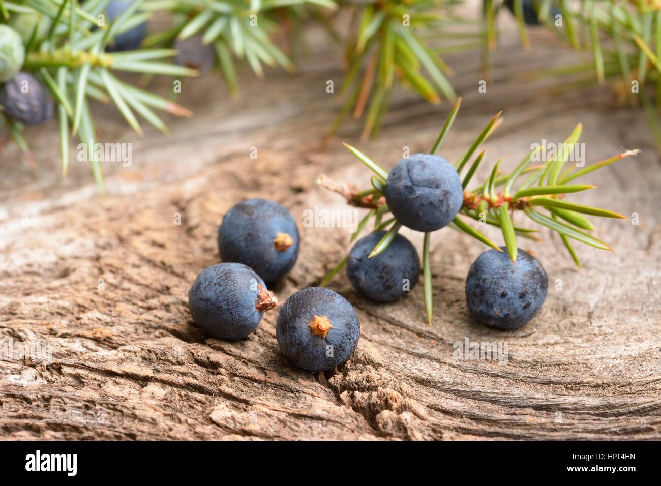 Part of juniper hi-res stock photography and images - Alamy