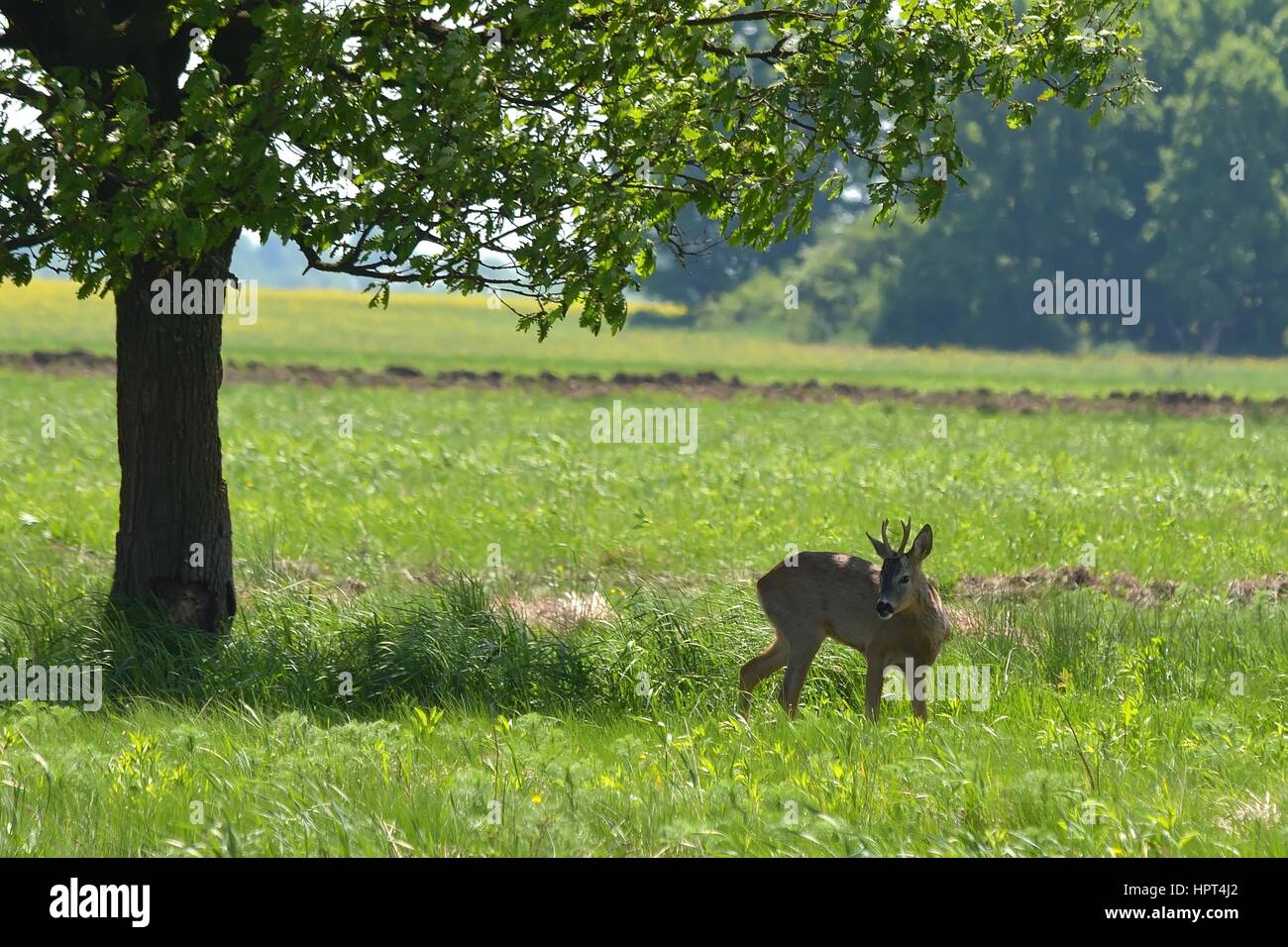 Young roebuck hi-res stock photography and images - Alamy