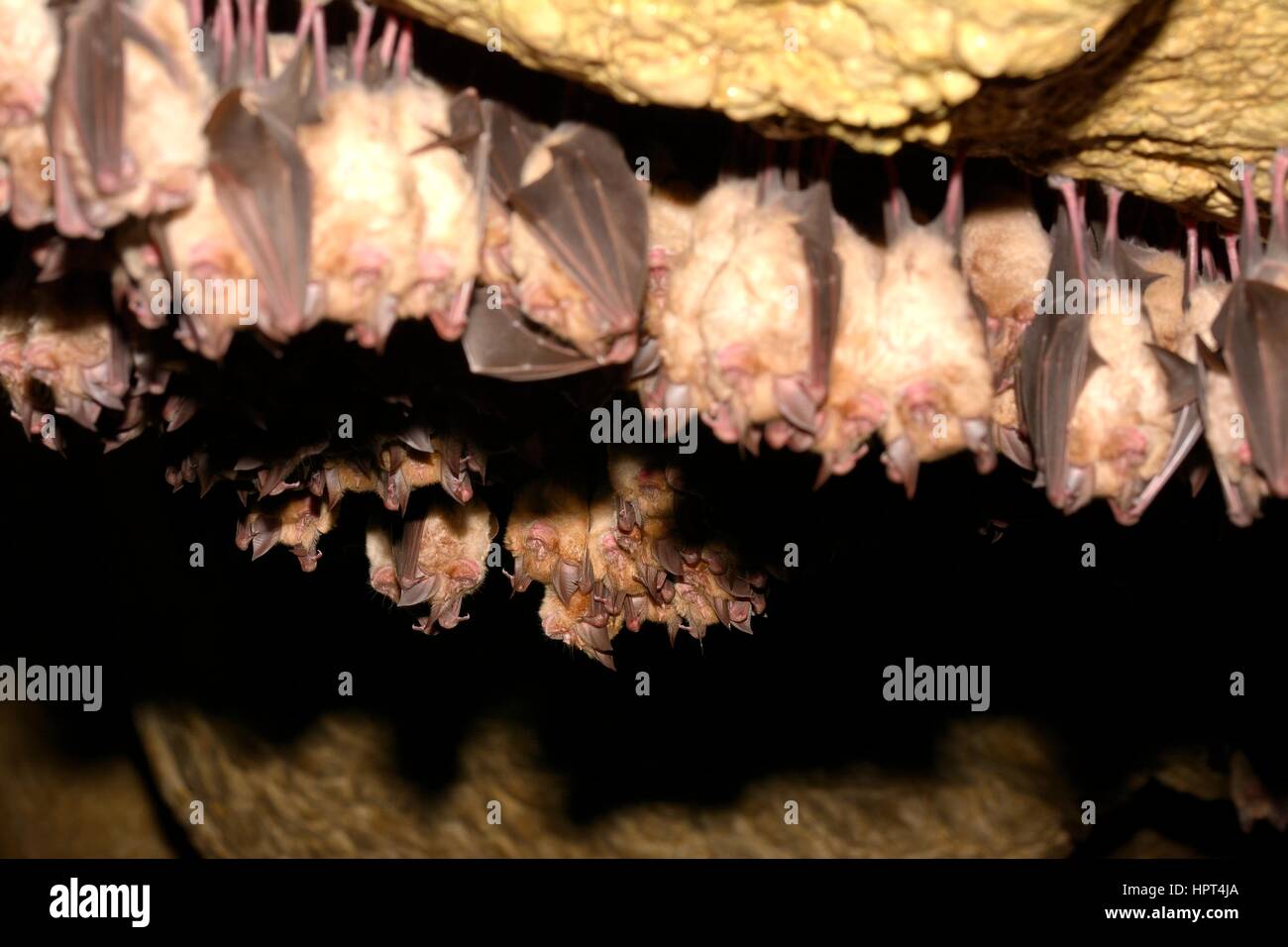 Bat colony at night hi-res stock photography and images - Alamy