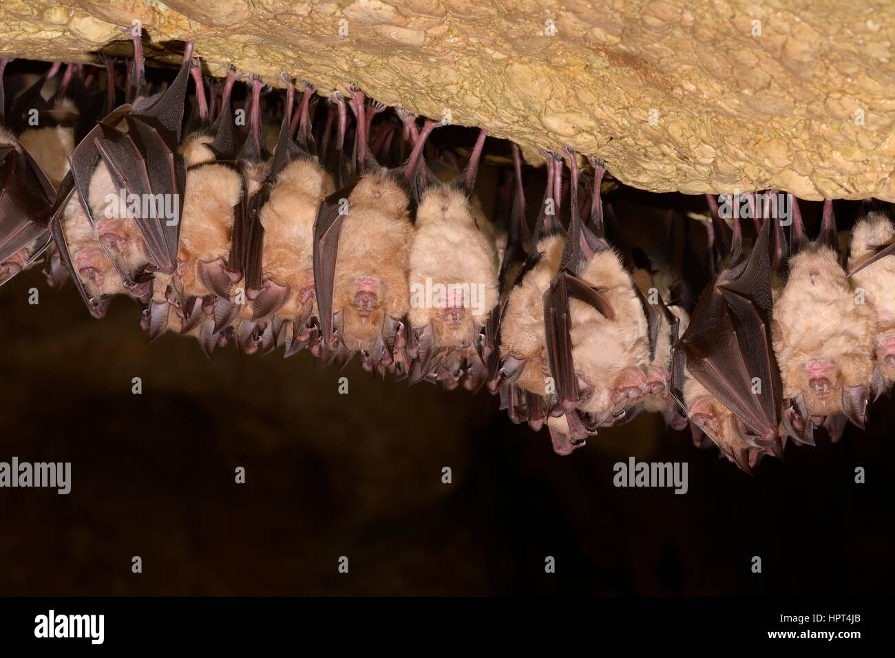 Greater horseshoe bat Rhinolophus ferrumequinum colony in the cave ...