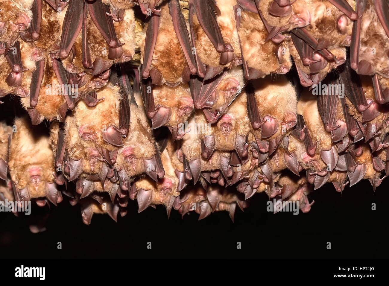 Colony bats bat spooky hi-res stock photography and images - Alamy