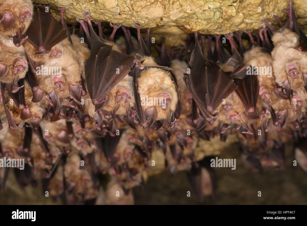 Group of Lesser horseshoe bat (Rhinolophus hipposideros) - wintering ...