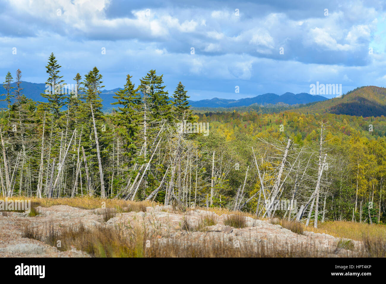 Autumn forest of the Sakhalin island, Russia Stock Photo - Alamy