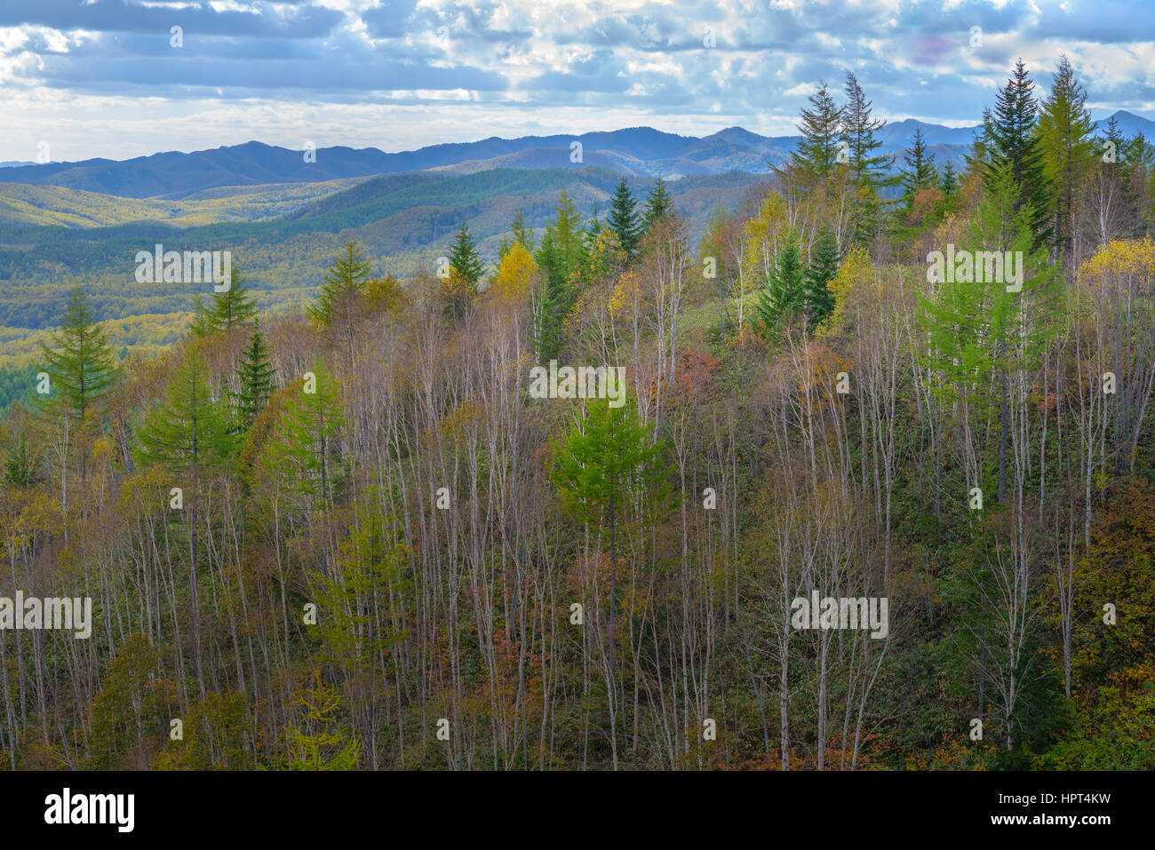 Autumn forest of the Sakhalin island, Russia Stock Photo - Alamy