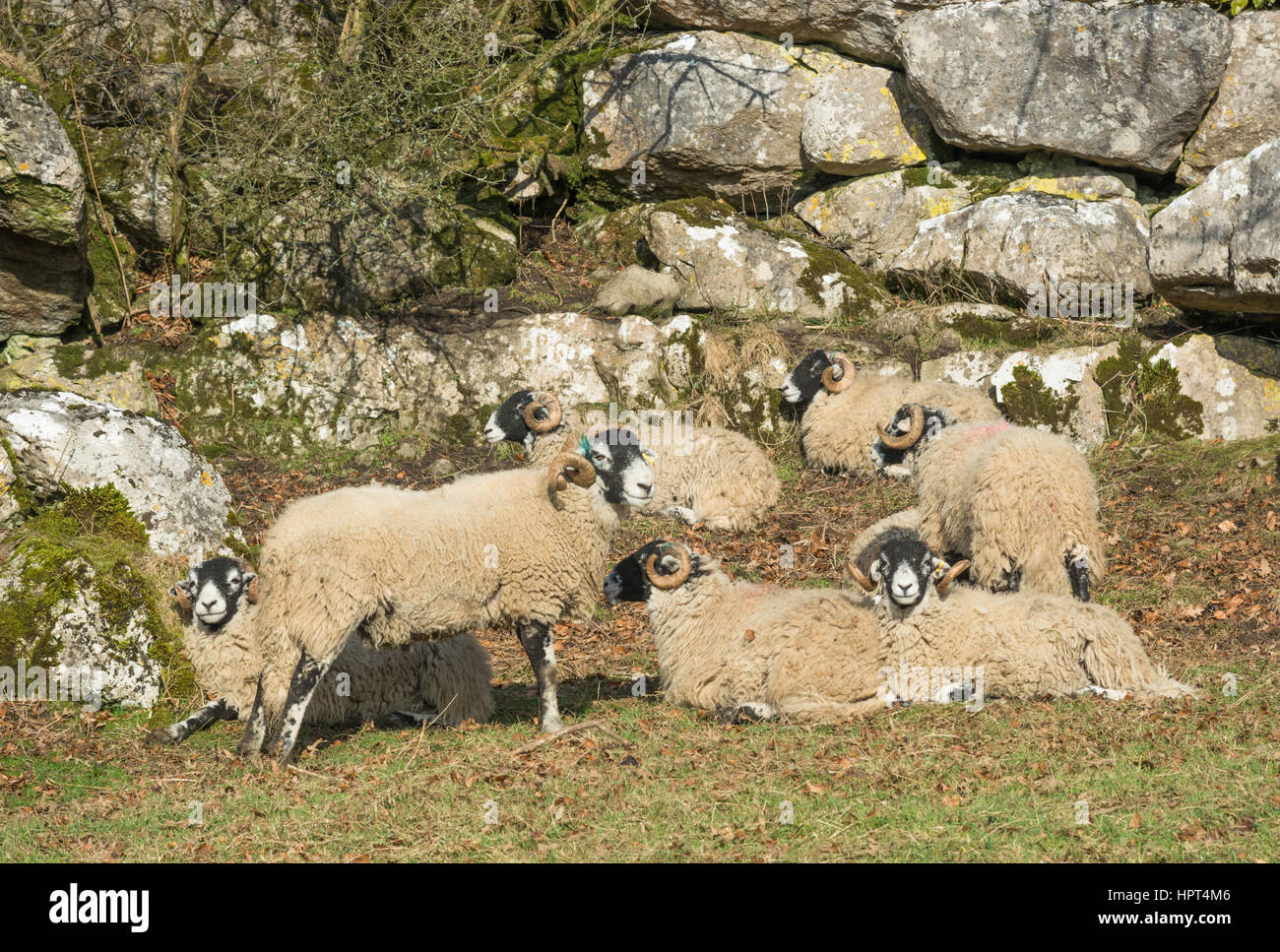 Swaledale sheep by some rocks Stock Photo - Alamy