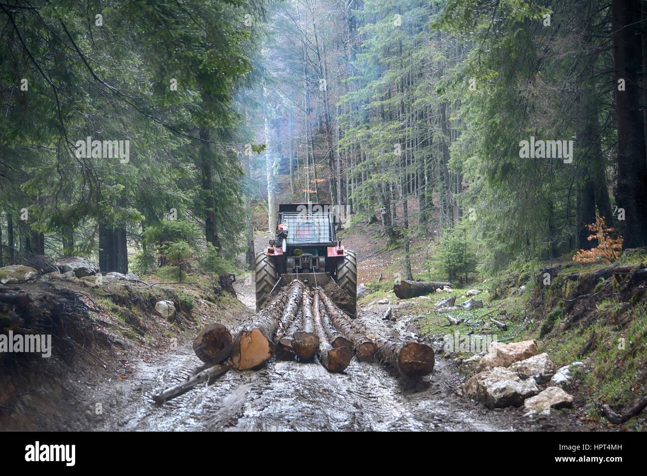 Skidding timber / Tractor is skidding cut trees out of the forest Stock ...