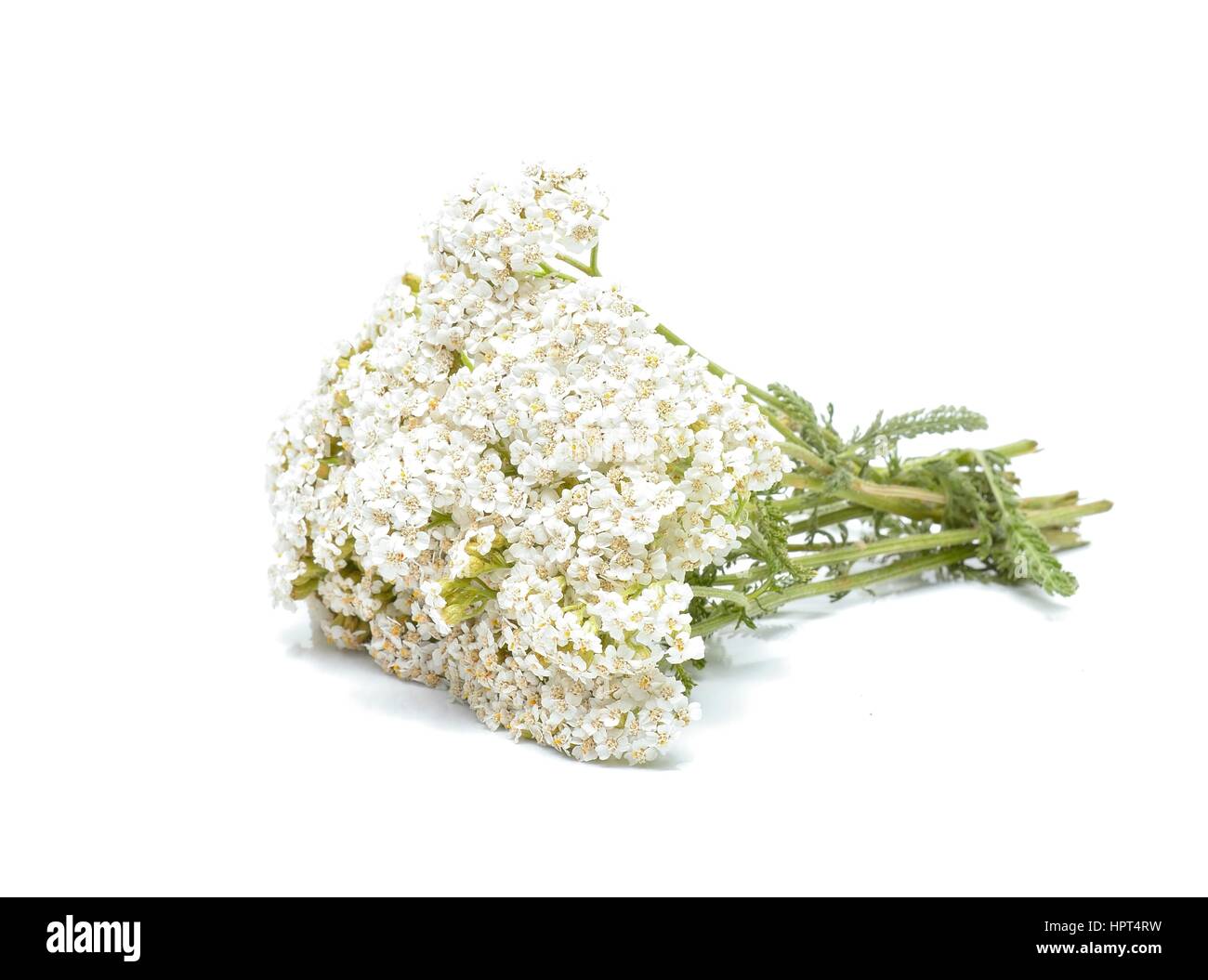 Achillea millefolium flowers on Cut Out Stock Images & Pictures - Alamy