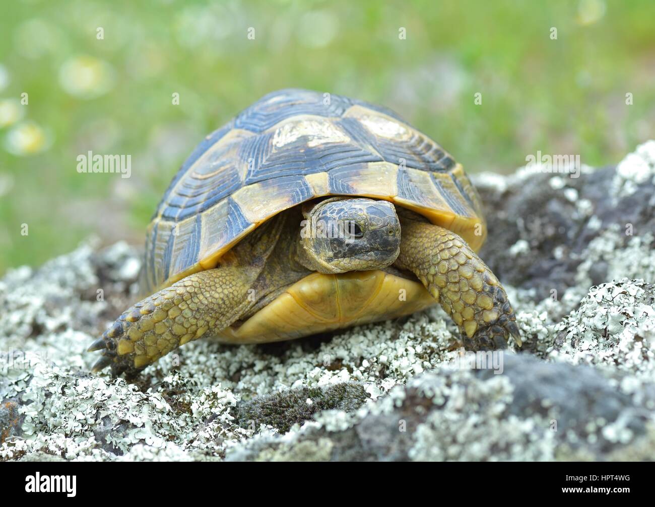 Testudo graeca ibera hi-res stock photography and images - Alamy