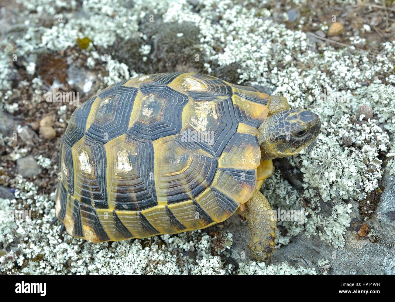 Testudo graeca ibera hi-res stock photography and images - Alamy