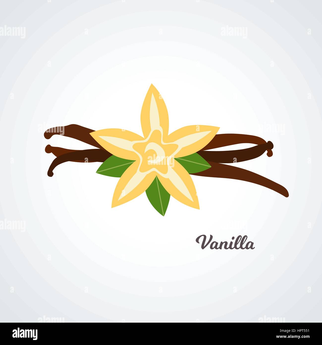 Vector - flower and vanilla pods Stock Vector Image & Art - Alamy
