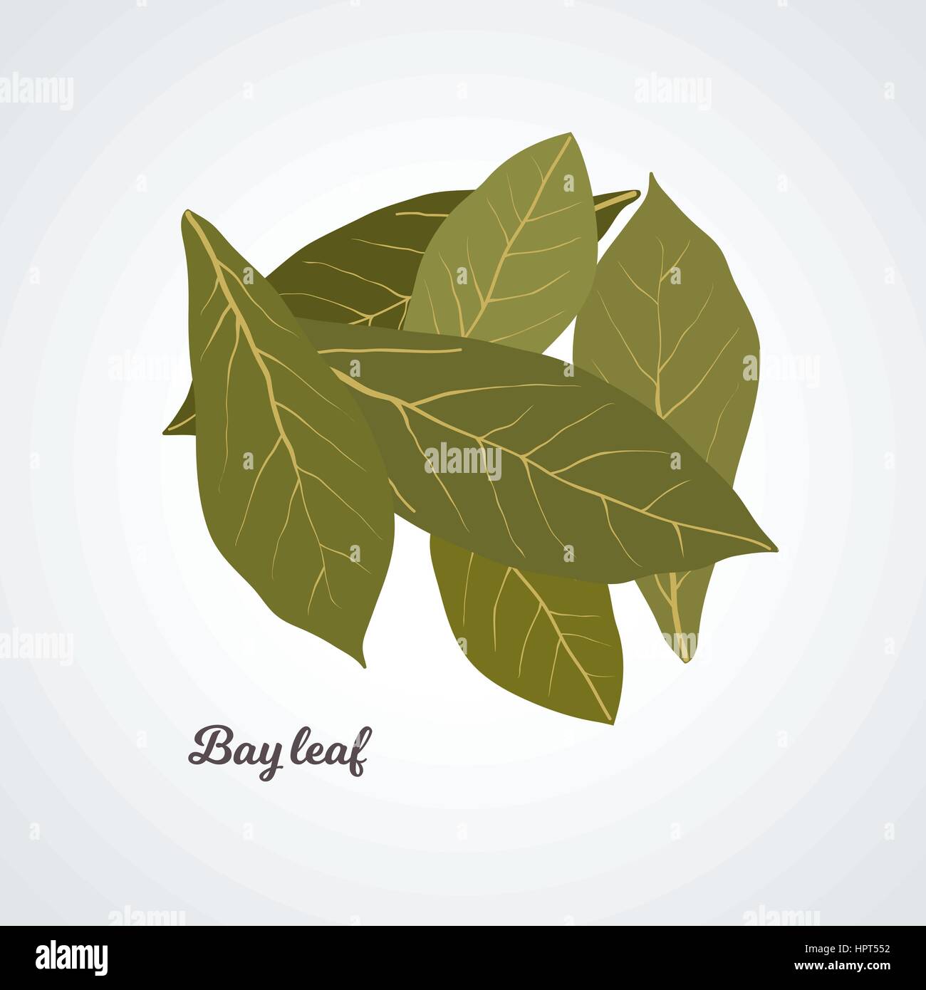 Vector - bay leaves Stock Vector Image & Art - Alamy