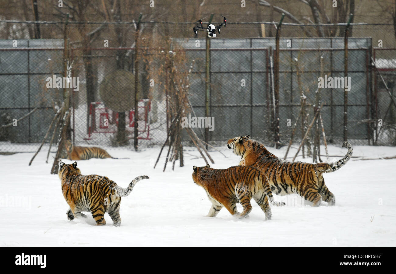 Harbin, China's Heilongjiang Province. 22nd Feb, 2017. Siberian tigers ...