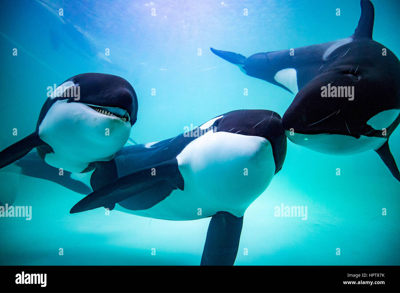 Chimelong ocean kingdom whale High Resolution Stock Photography and ...