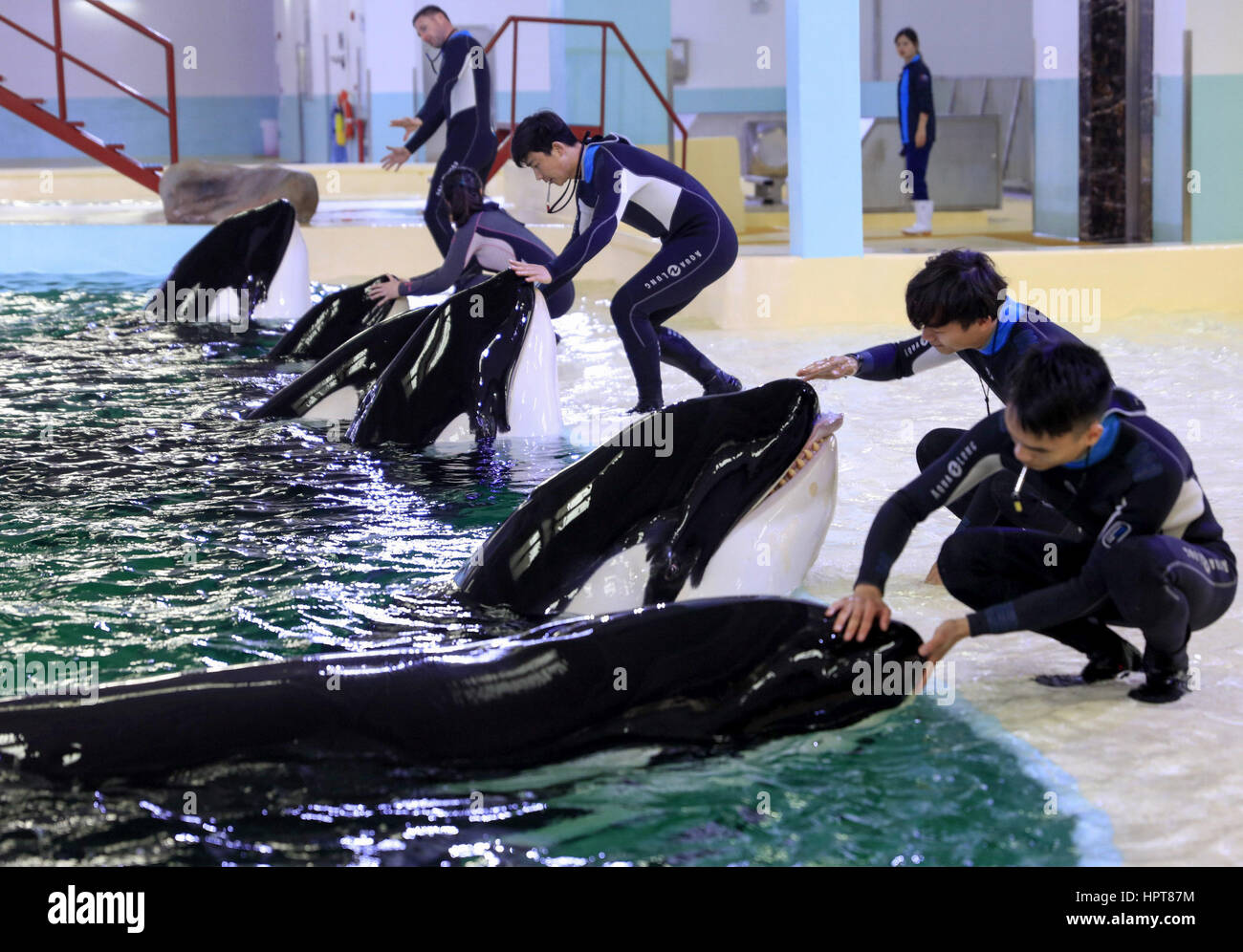 Zhuhai, China's Guangdong Province. 24th Feb, 2017. Keepers interact ...