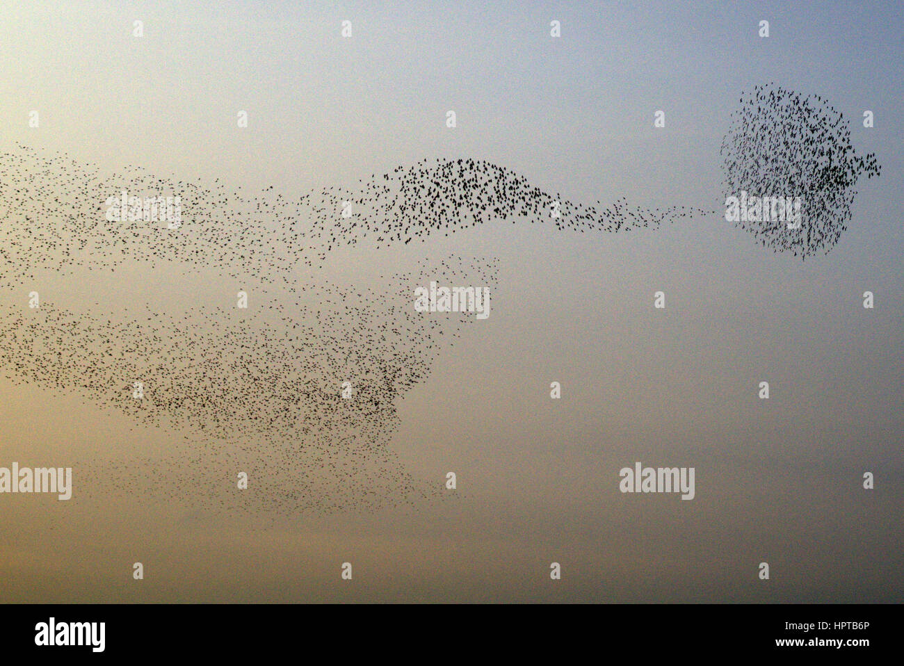 News animals starlings hi-res stock photography and images - Alamy