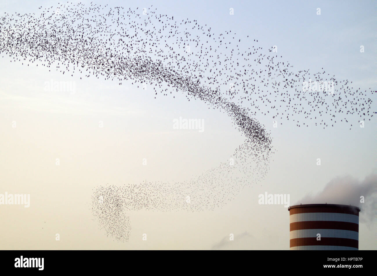 News animals starlings hi-res stock photography and images - Alamy