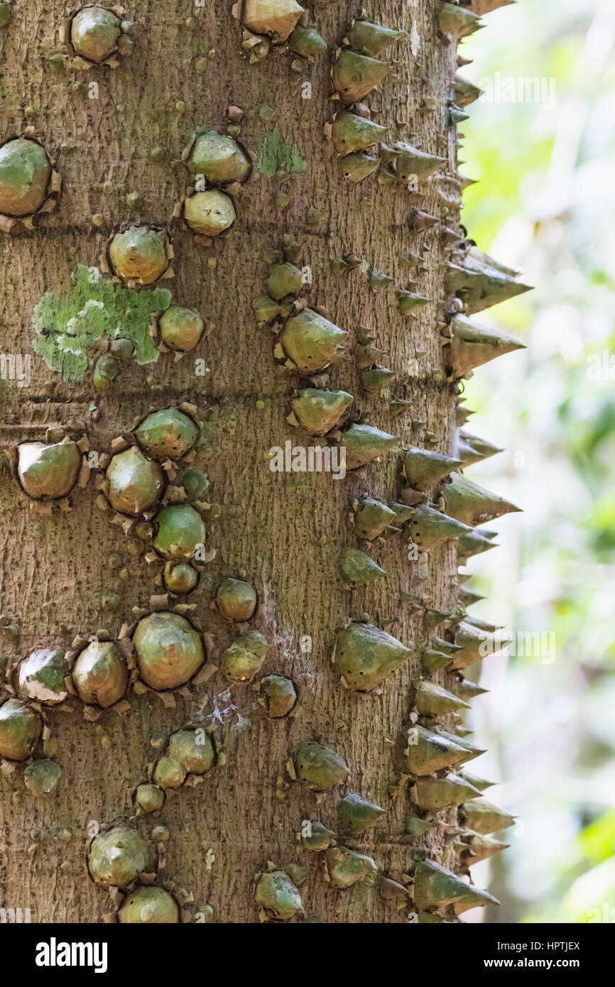 Kapok Tree High Resolution Stock Photography and Images - Alamy